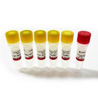 China Foreasy New Generation Of M-MLV Reverse Transcriptase RT Enzyme Foreasy for sale
