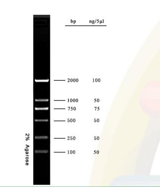 China 2000bp DNA Marker Agarose Gel PCR Kit DNA Ladder For Research for sale