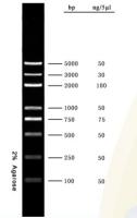 China DNA Marker Agarose Gel PCR Kit DNA Ladder 5000bp For Research Molecular Biology Tests for sale