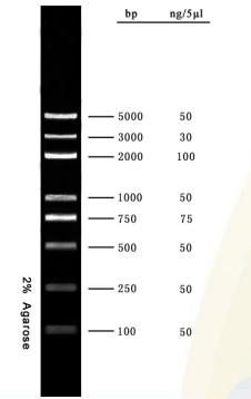 China DNA Marker Agarose Gel PCR Kit DNA Ladder 5000bp For Research Molecular Biology Tests for sale