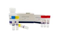 China Buffer AL Animal Tissue Direct PCR Master Mix UNG Kits Without DNA Isolation for sale