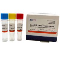 China DNase Lnc-RT HeroTM I Super Premix  Reverse Transcription Kit 25×20ul Rxns for sale