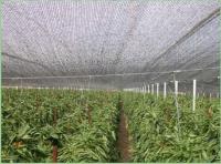 China Agriculture Greenhouse Shade Netting for sale