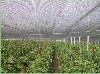 China Hdpe Raschel Knitted Sun Shade Netting For Greenhouse , Horticulture for sale