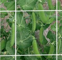 China Extruded Plant Support Netting 8gsm For Agriculture Farm , Flower Or Bean for sale