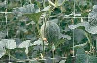 China Climbing Plant Support Netting Green / White For Greenhouse , Garden for sale