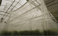 China 16x16 Mesh Anti Insect Netting Hdpe raschel knitted , Transparent for sale