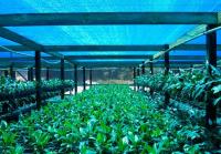 China Greenhouse Shade Net ，Agricultural Shade Cloth For Flower Farm for sale