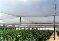 China Hdpe Knitted Anti Bird Netting , Black Vegetable Garden Netting For Plants for sale