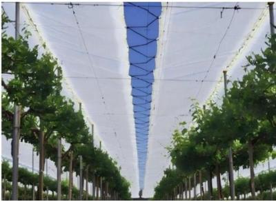 China Polyethylene Table Grape Protection Cover Film With UV Treatment for sale