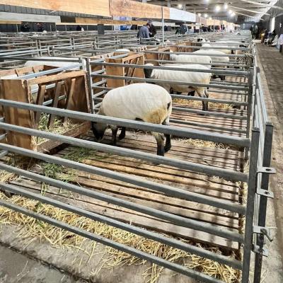 China 40x40mm Livestock Sheep Panel Fence Protective Sheep Goat Panels for sale