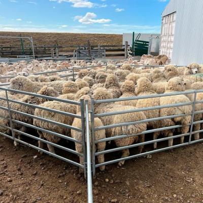 China Vertical Pipe 50x50x2.0mm Farming Livestock Pens Welding Durable sheep fencing panels for sale