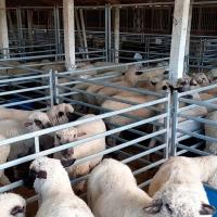 China Height 1m Sheep Panel Fence Customized 4ft Sheep Fencing Panels for sale