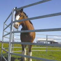 China PVC Coated Horse Panel Fence 2.1m Length Galvanized Horse Panels for sale