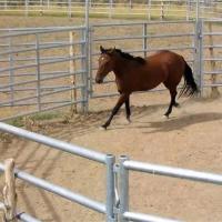 China Livestock Portable Horse Panels 2.5m 2.9m Round Pen Panels For Horses for sale