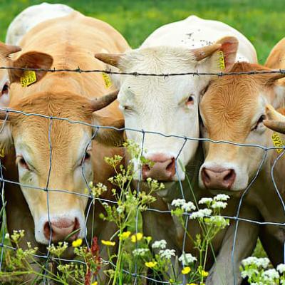 China Corrosion Resistance Cattle Field Fence 1.2m 1.5m 1.8m Width Field Fencing For Goats for sale