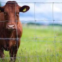 China 1.8mm Thickness Farming Field Fencing For Goats Hot Dipped Galvanzied for sale
