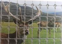 China Hot Dipped Galvanized Fixed Knot Field Fence 1.8-2.5mm Wire 0.8-2.0m Height Deer Fencing for sale