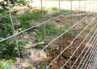 China Hot Dipped Galvanized Field Fence Excellent Corrosion for sale