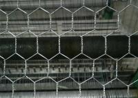 China Electro Galvanized Hexagonal Chicken Wire Mesh 1/2 to 2 Inch 18-30 Gauge for sale